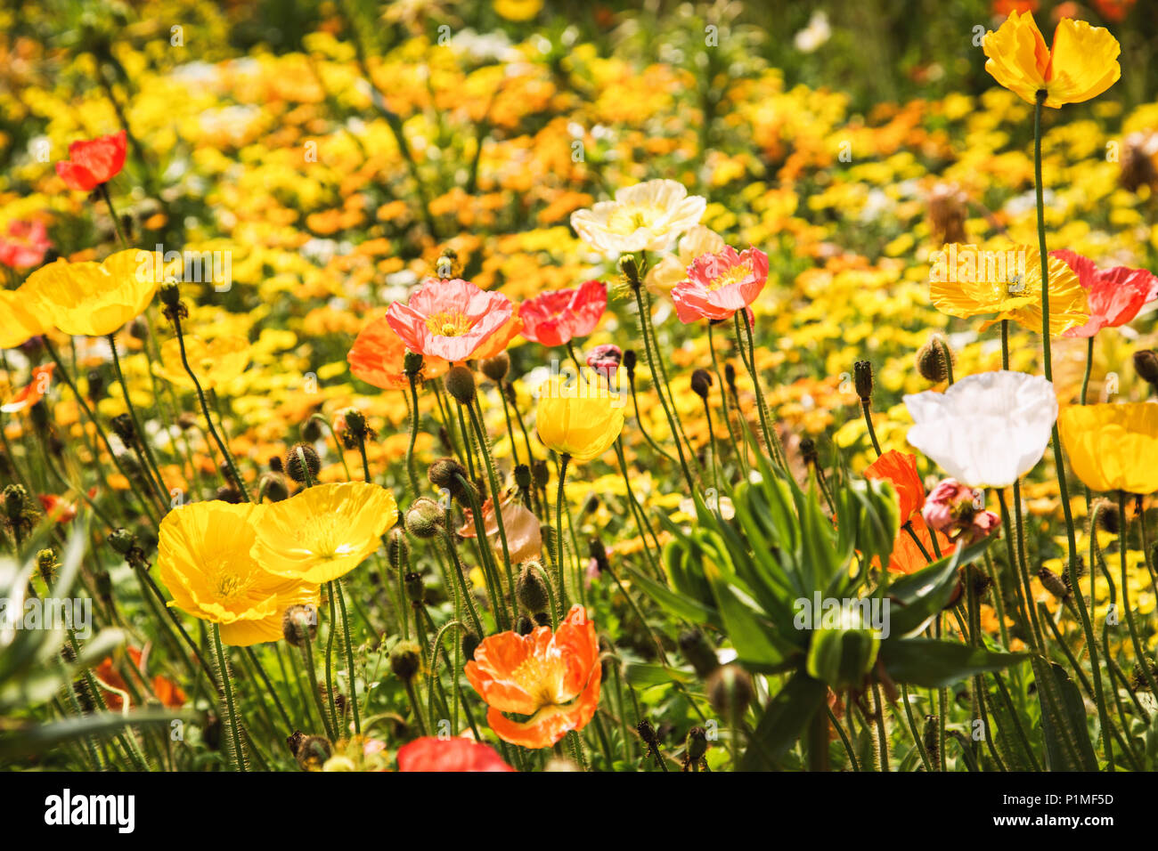 colourful alpine poppy meadow Stock Photo - Alamy