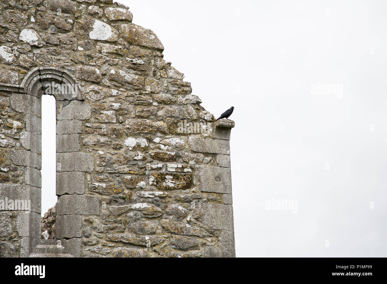raven looking out from ruins of ancient monastery in Ireland Stock ...