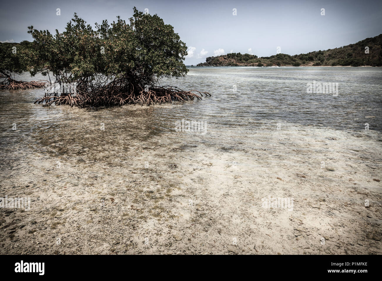 Mangroves in a bay on an island in BVI Stock Photo - Alamy