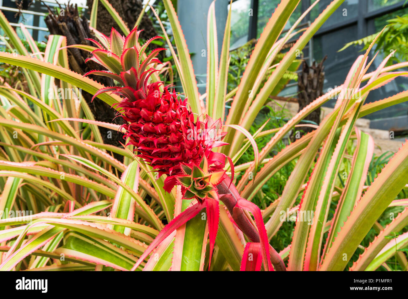 Red pineapple hi-res stock photography and images - Alamy
