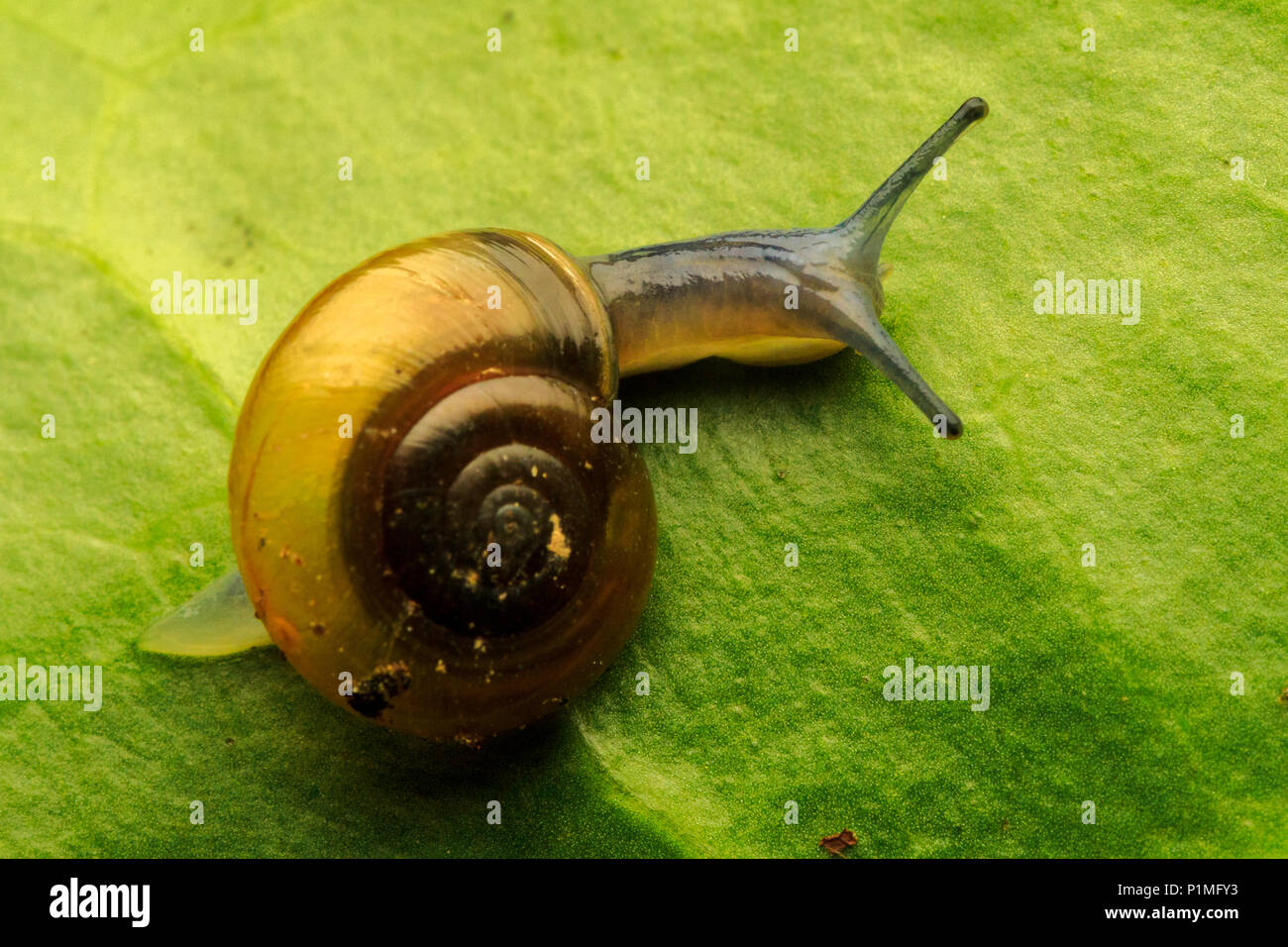 Shiny snail hi-res stock photography and images - Alamy