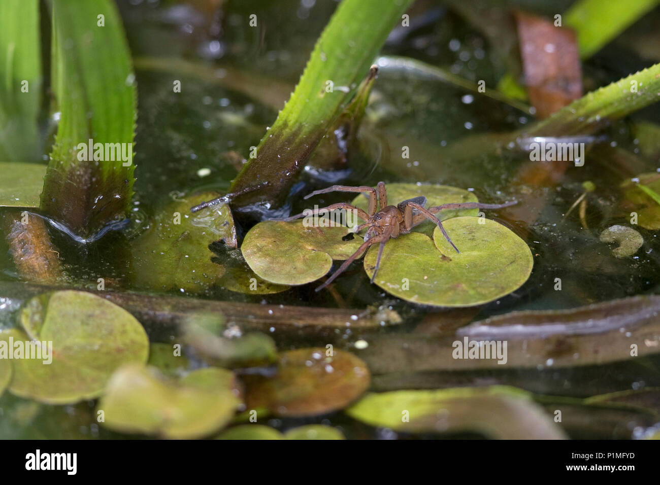 Fen raft spider hi-res stock photography and images - Alamy