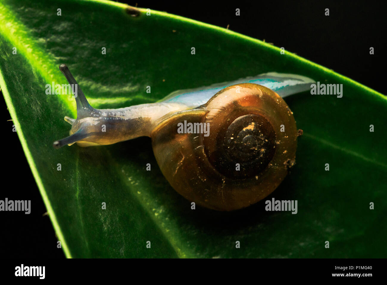 Close up macro photograph of a blue shiny snail slithering on a leaf ...