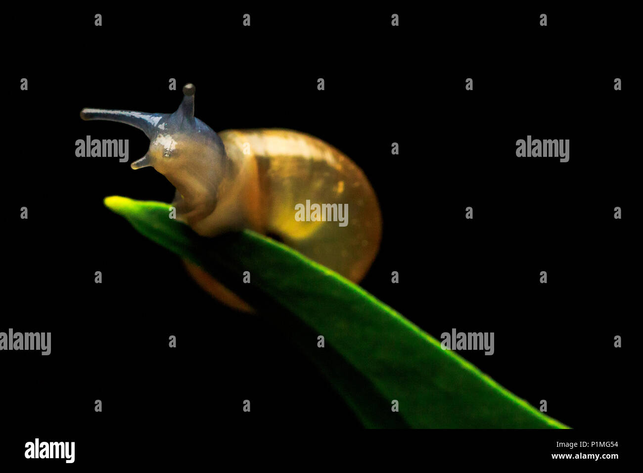 Close up macro photograph of a blue shiny snail slithering on a leaf ...