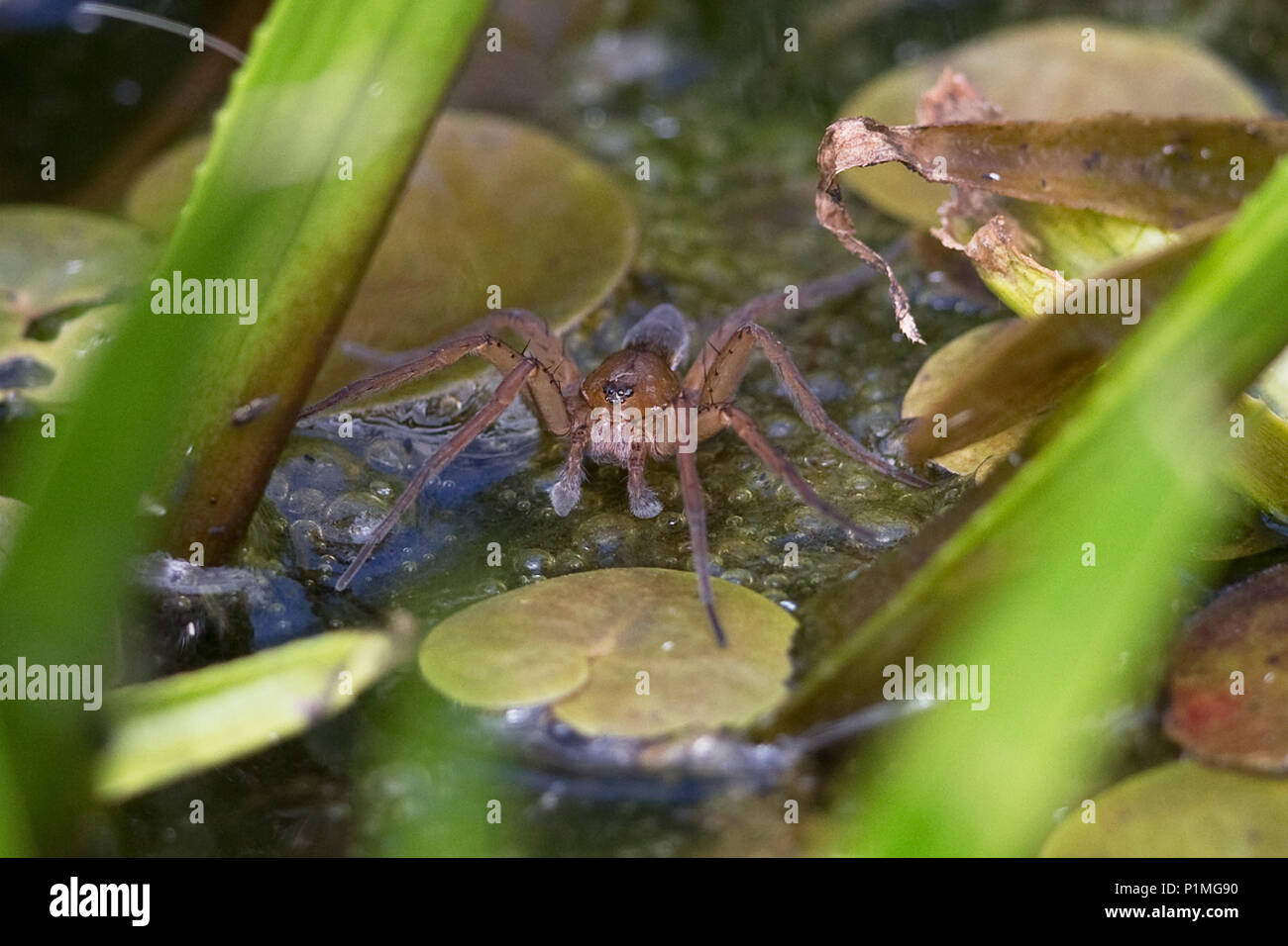 Fen Raft Spider (Dolomedes plantarius Stock Photo - Alamy