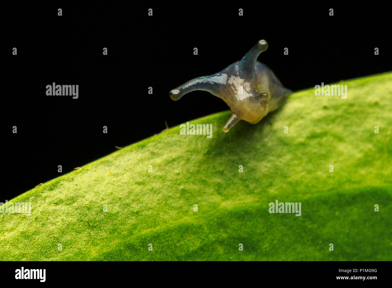 Shiny snail hi-res stock photography and images - Alamy