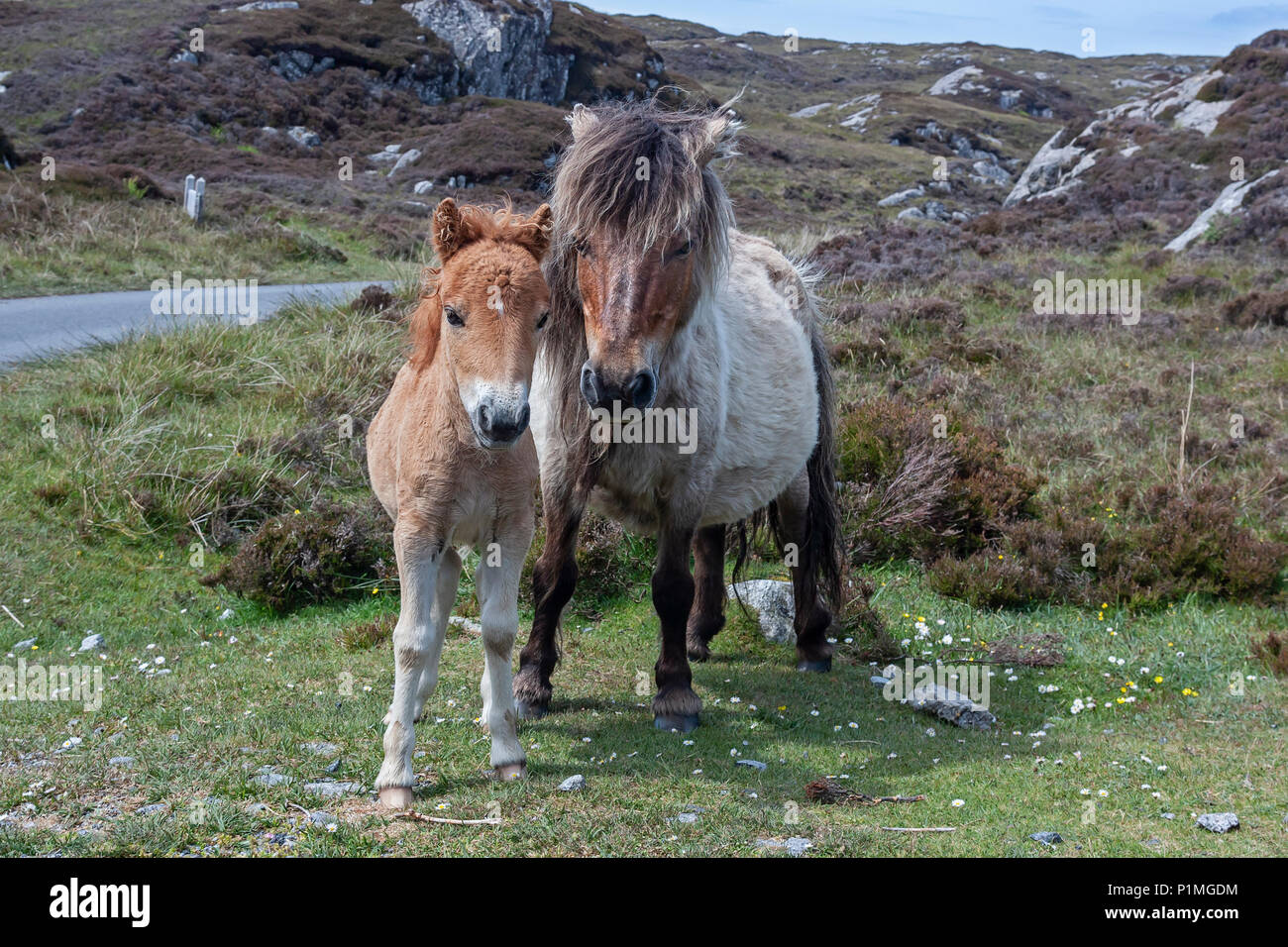 Pit ponies hi-res stock photography and images - Alamy