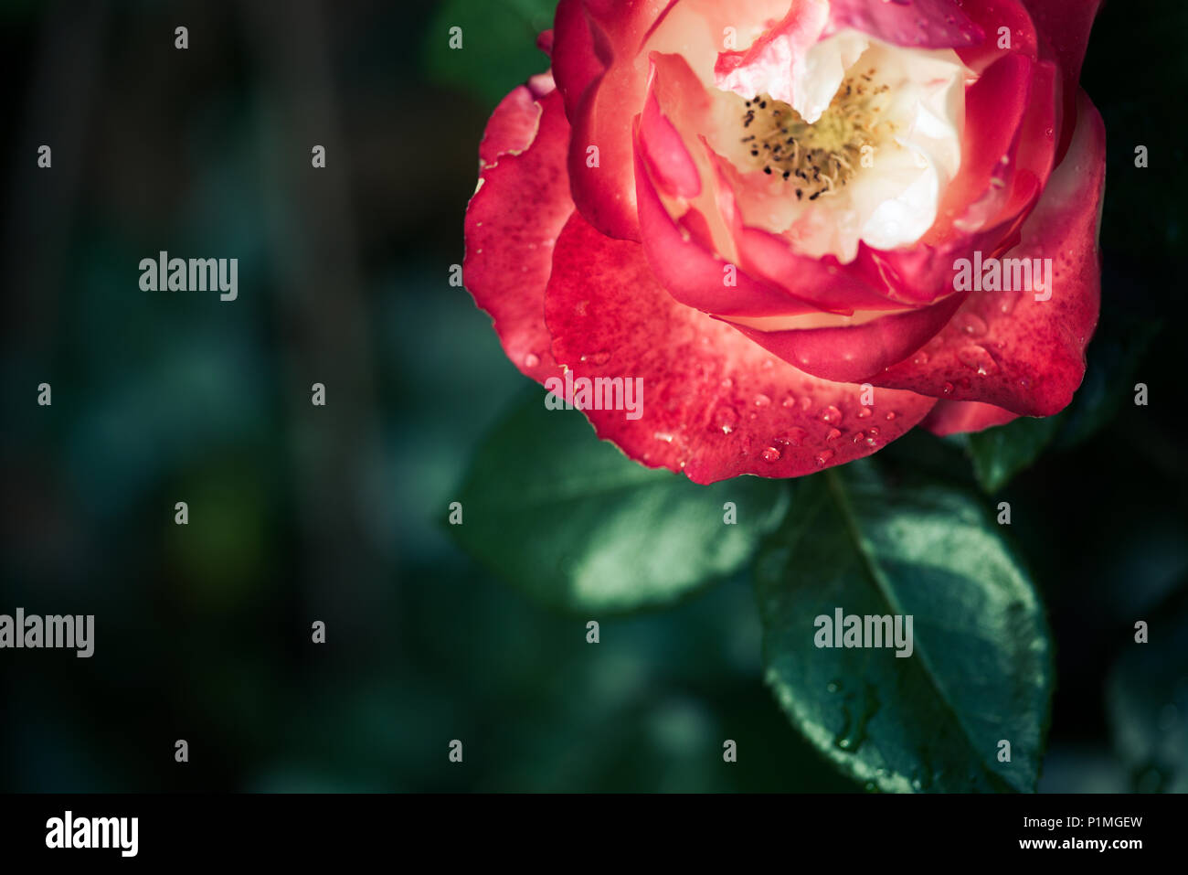 Beautiful gardening flora hi-res stock photography and images - Alamy