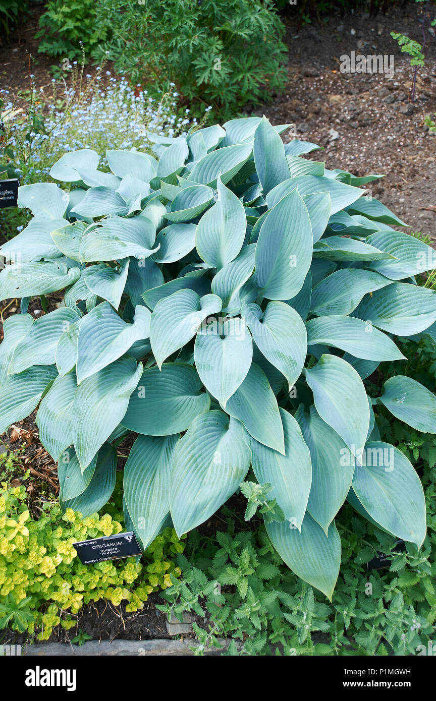 Hosta Plants, Holehird Gardens is an extensive 10 acre site located ...