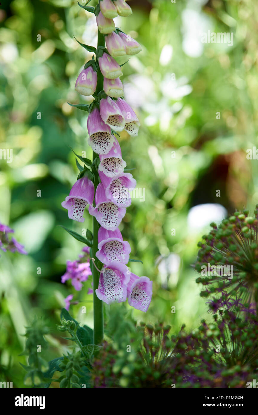 Foxgloves growing in a garden boarder Stock Photo - Alamy