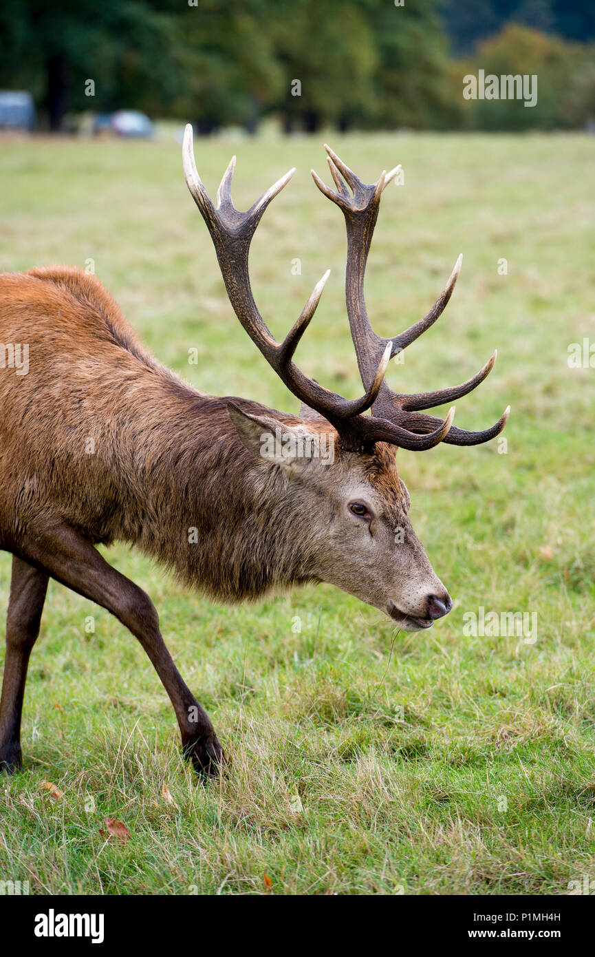 Red deer during the rutting season in Richmond Park in West London ...