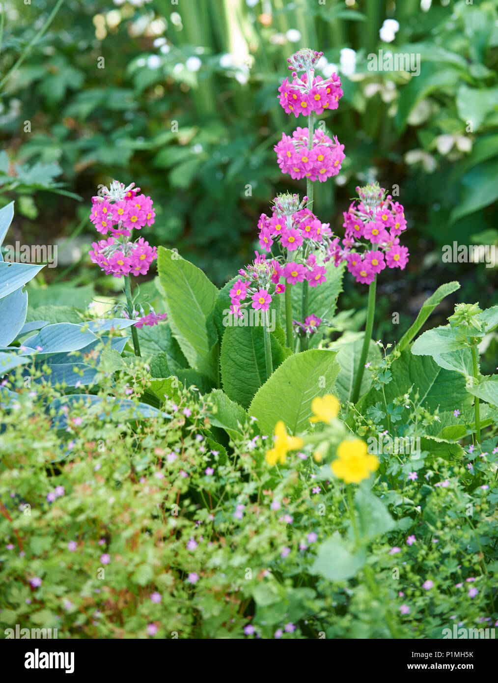 Primula auricula, often known as auricula, mountain cowslip or bear's ...