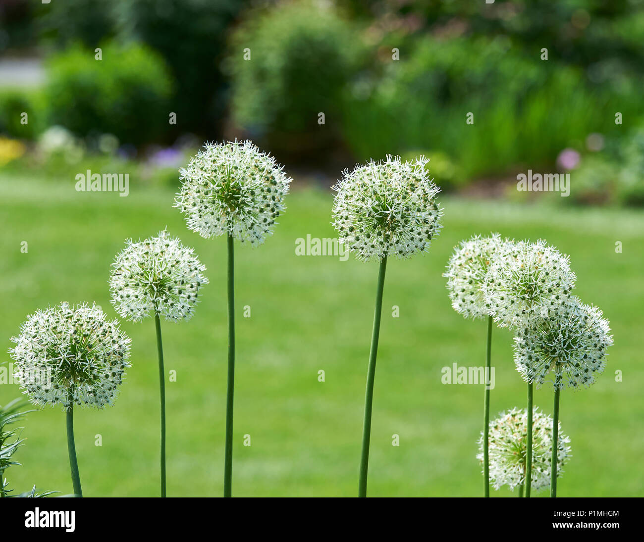 Allium stipitatum 'mount everest' hi-res stock photography and images ...