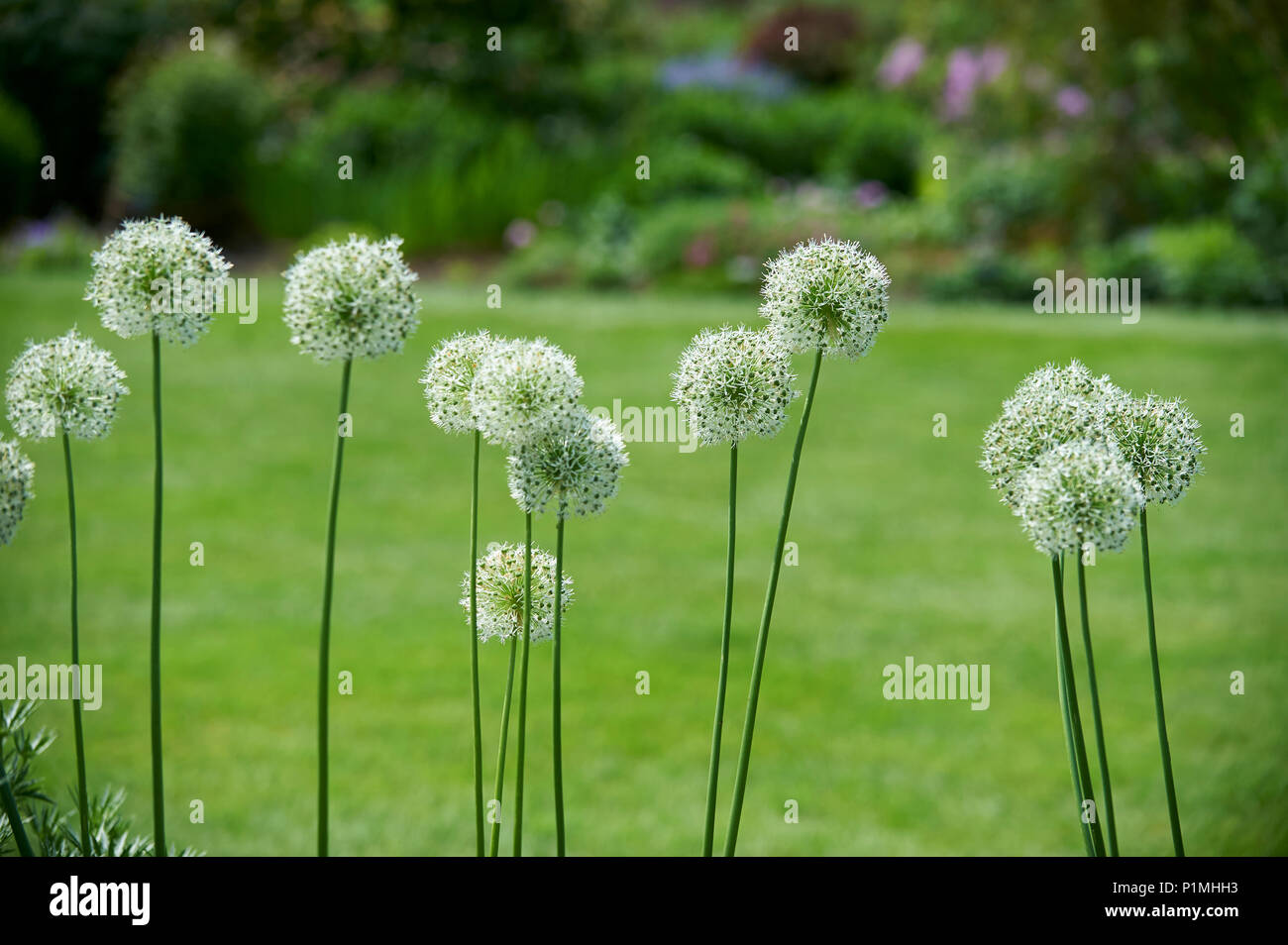 Allium stipitatum 'Mount Everest' growing in a summer garden Stock ...
