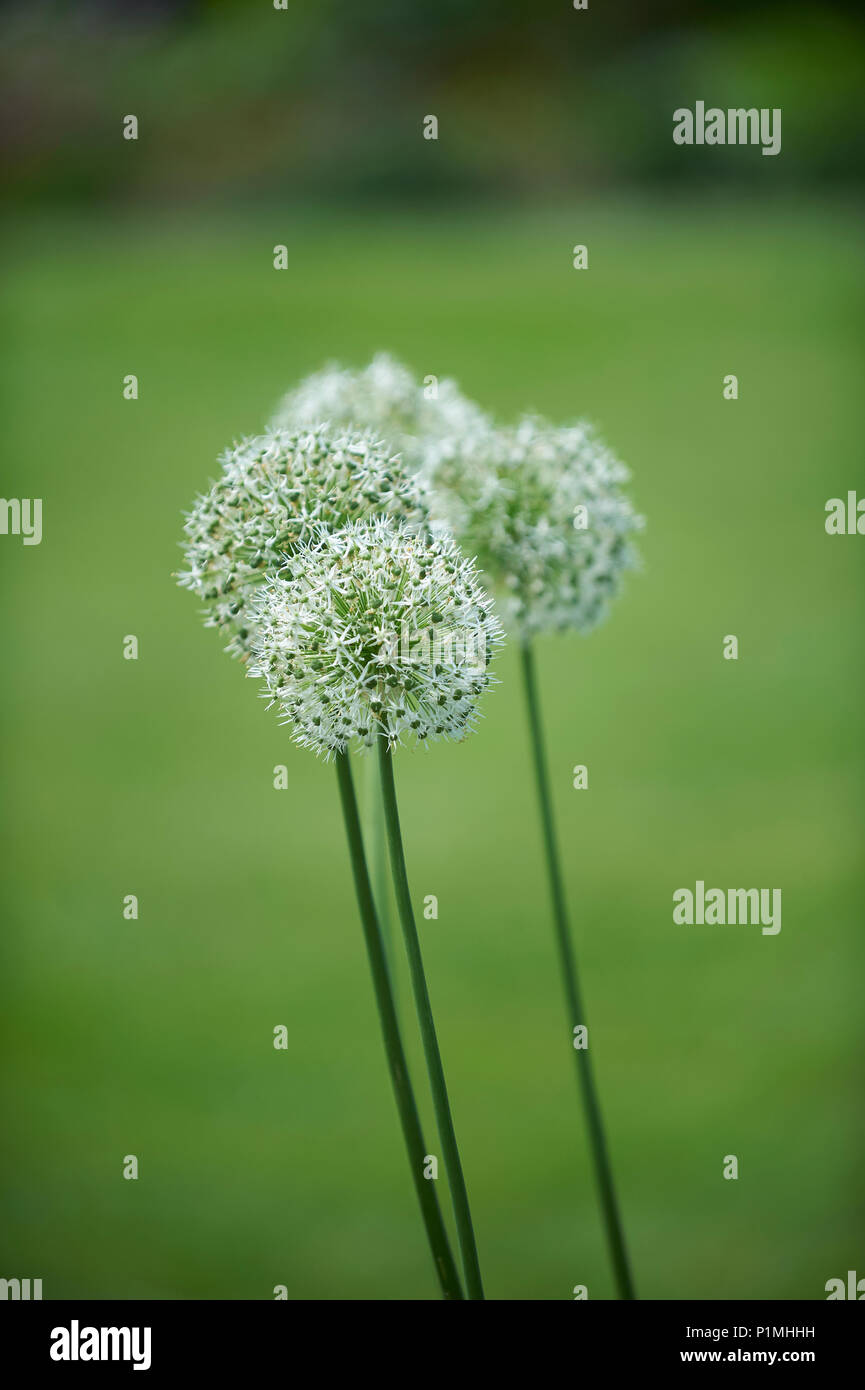 Allium stipitatum 'Mount Everest' growing in a summer garden Stock ...