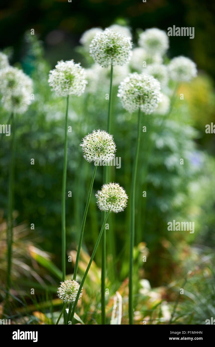 Allium stipitatum 'Mount Everest' growing in a summer garden Stock ...