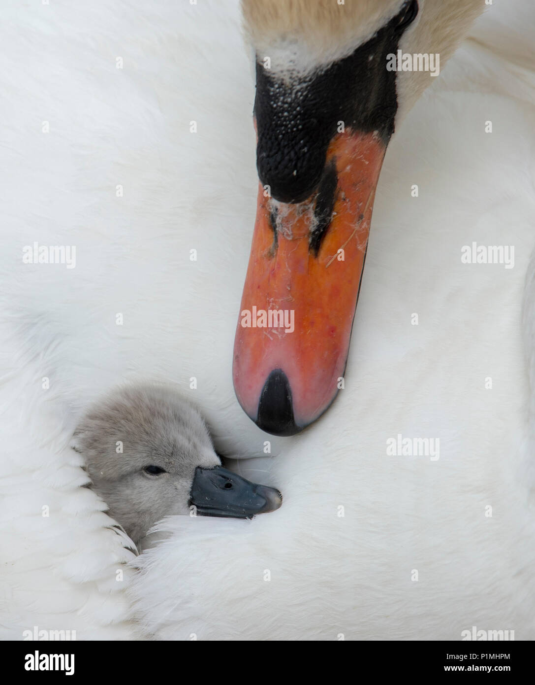Drowning swans hi-res stock photography and images - Alamy