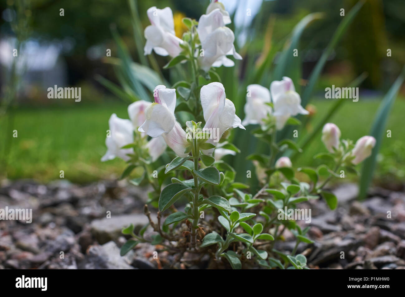 Pink snapdragon closeup hi-res stock photography and images - Alamy