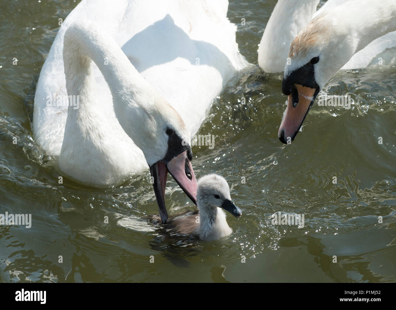 Drowning swans hi-res stock photography and images - Alamy