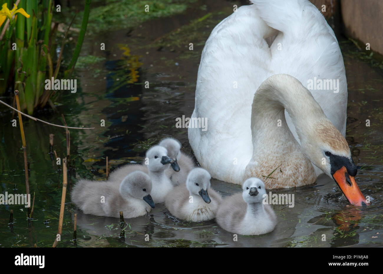 Abbotsbury swanery hi-res stock photography and images - Alamy