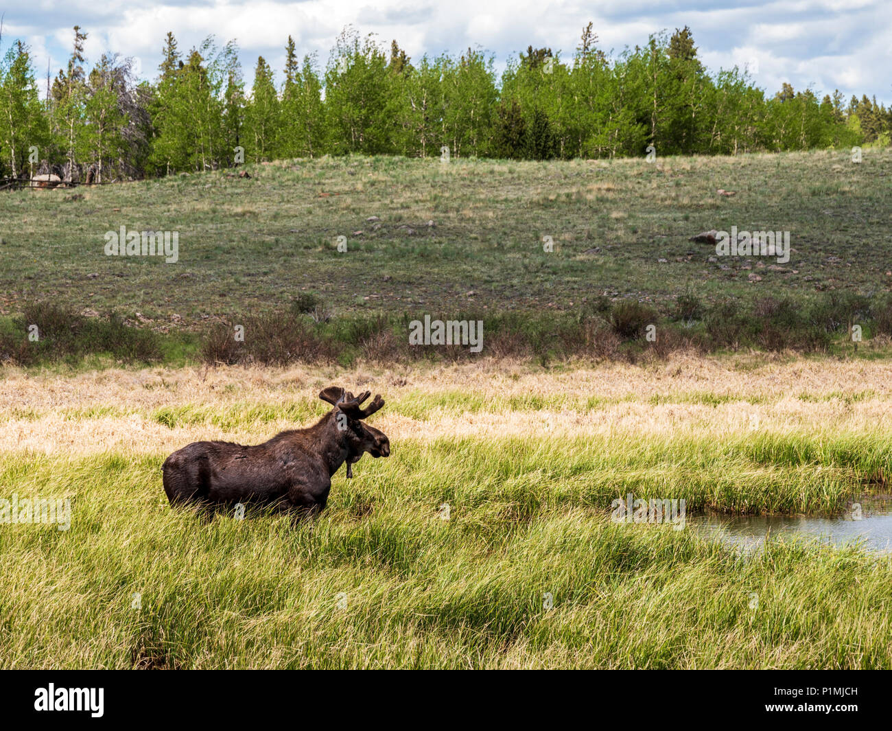 Wild Bull Moose (Alces alces); Kenosha Pass, central Colorado; USA ...