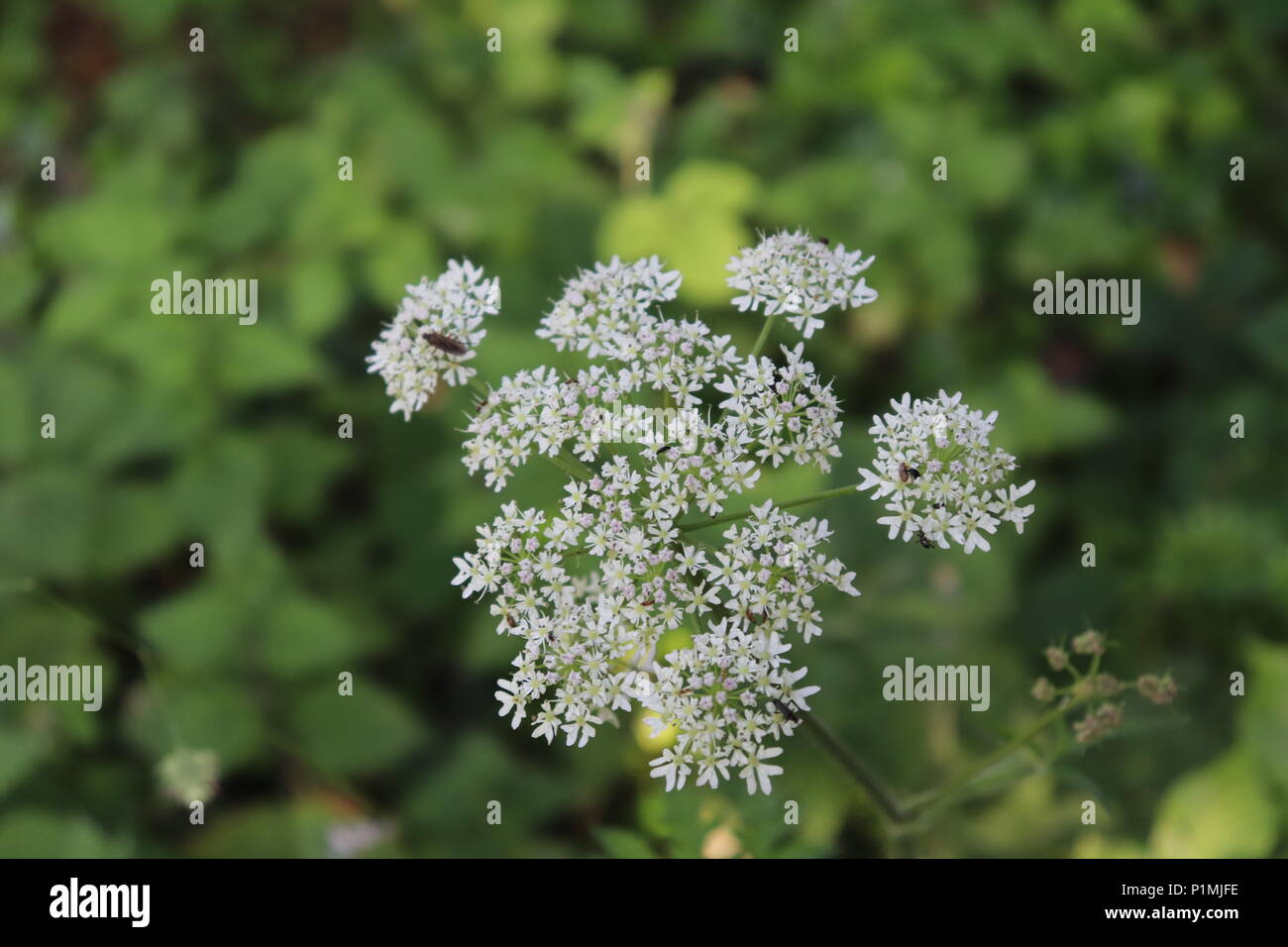 Solemn tree hi-res stock photography and images - Alamy