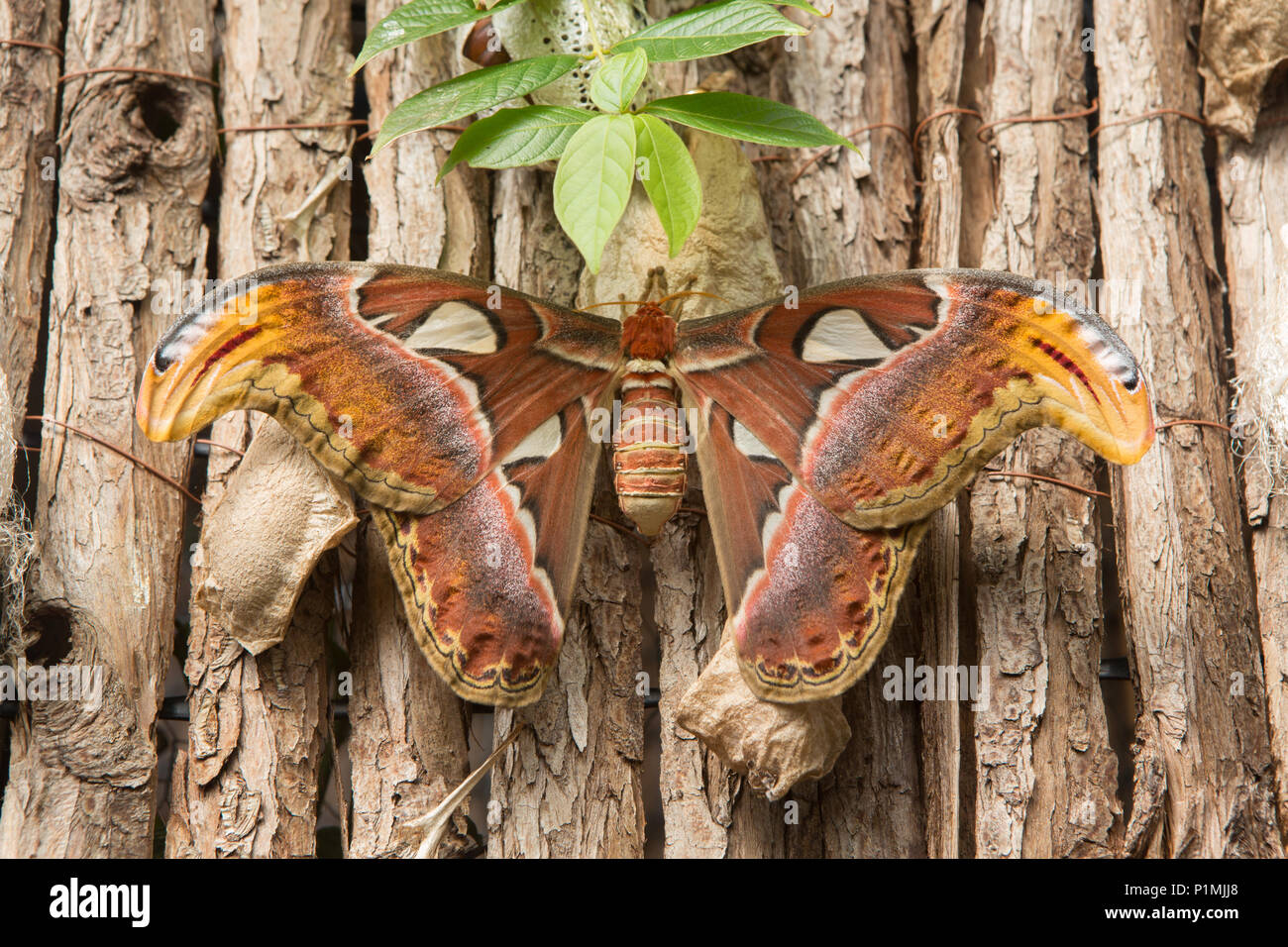 Giant atlas hi-res stock photography and images - Alamy