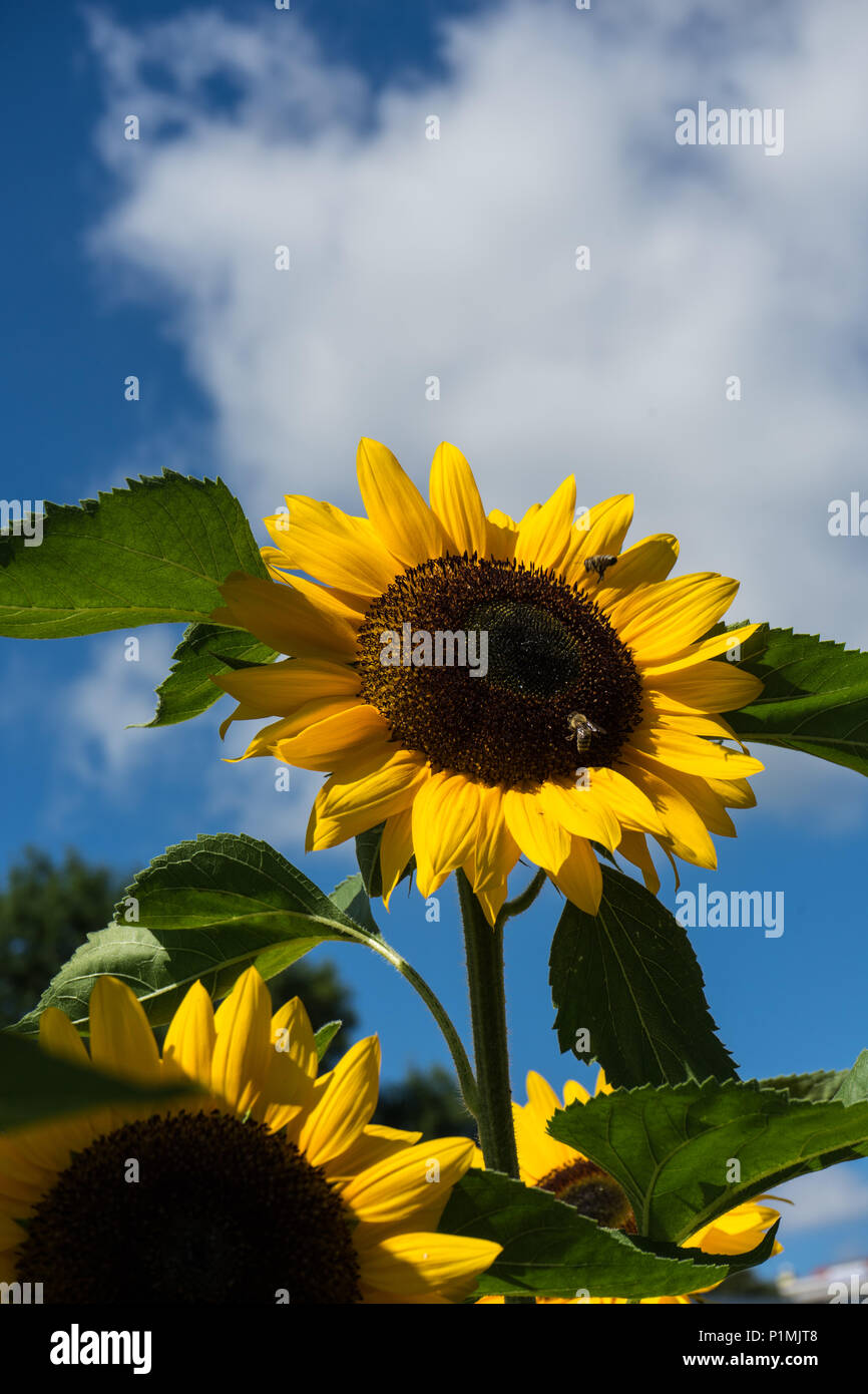 tow bee sitting on sunflower one is flying with blue sky background ...