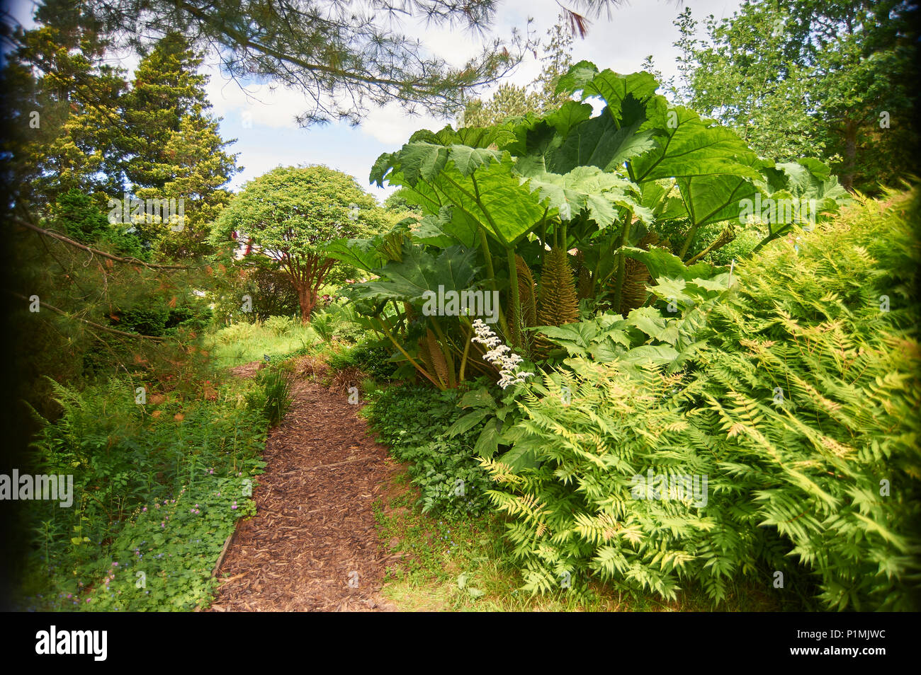 Giant Rhubarb or Gunnera (Gunnera manicata), , native to southern ...
