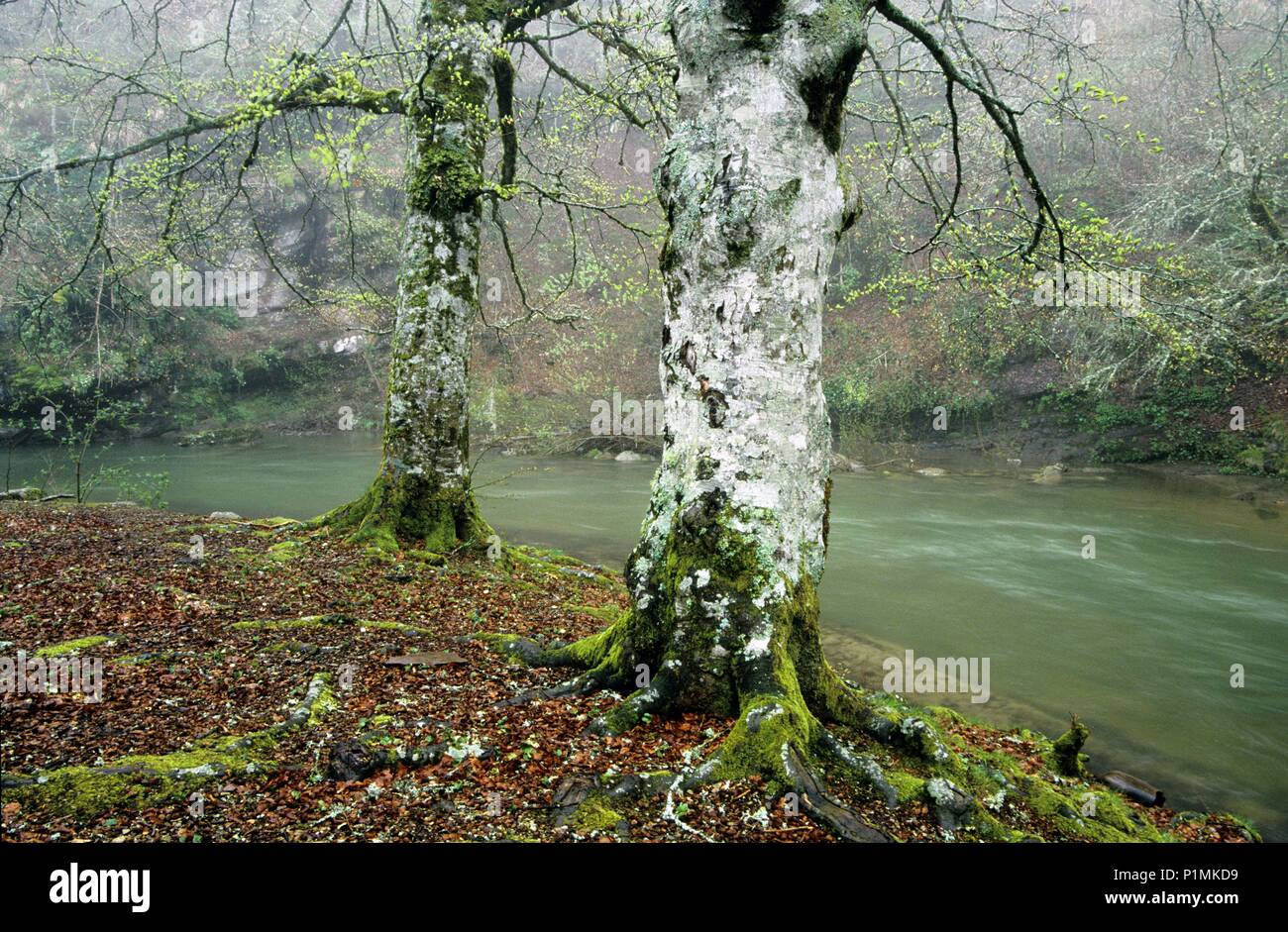 árbol de arce hi-res stock photography and images - Alamy