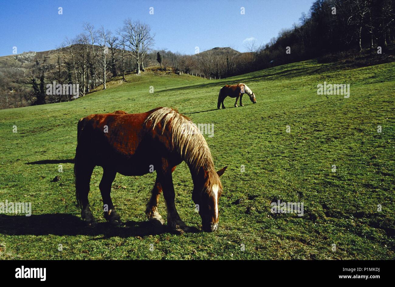wild horses near the Izpequi mountain pass; Valle de / Baztán valley ...
