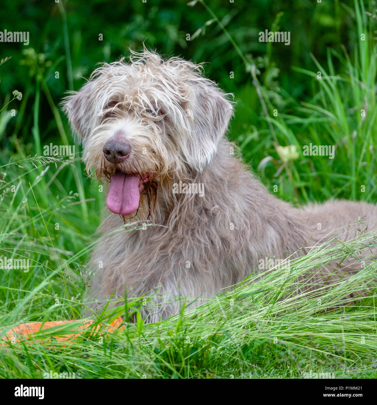 Portrait of a Slovakian Rough Haired Pointer dog a summers afternoon ...