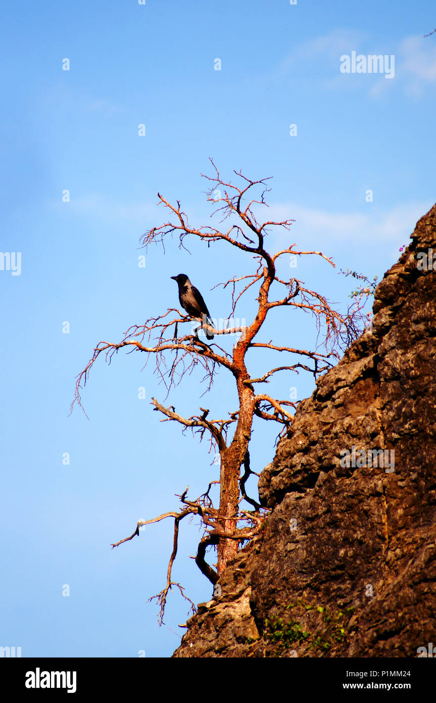 Crow sitting in branch tree hi-res stock photography and images - Alamy