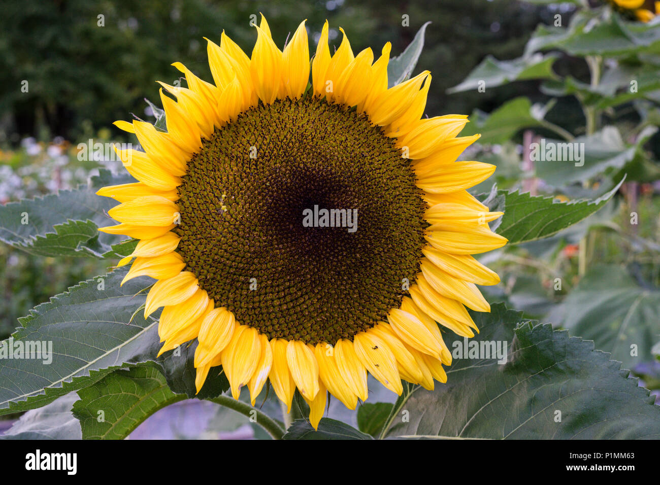 Big sunflower in garden Stock Photo - Alamy