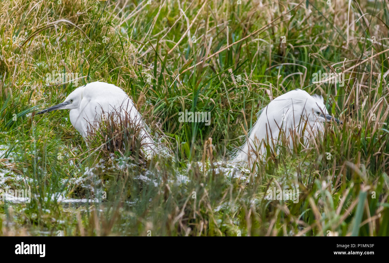 2 little egrets hi-res stock photography and images - Alamy