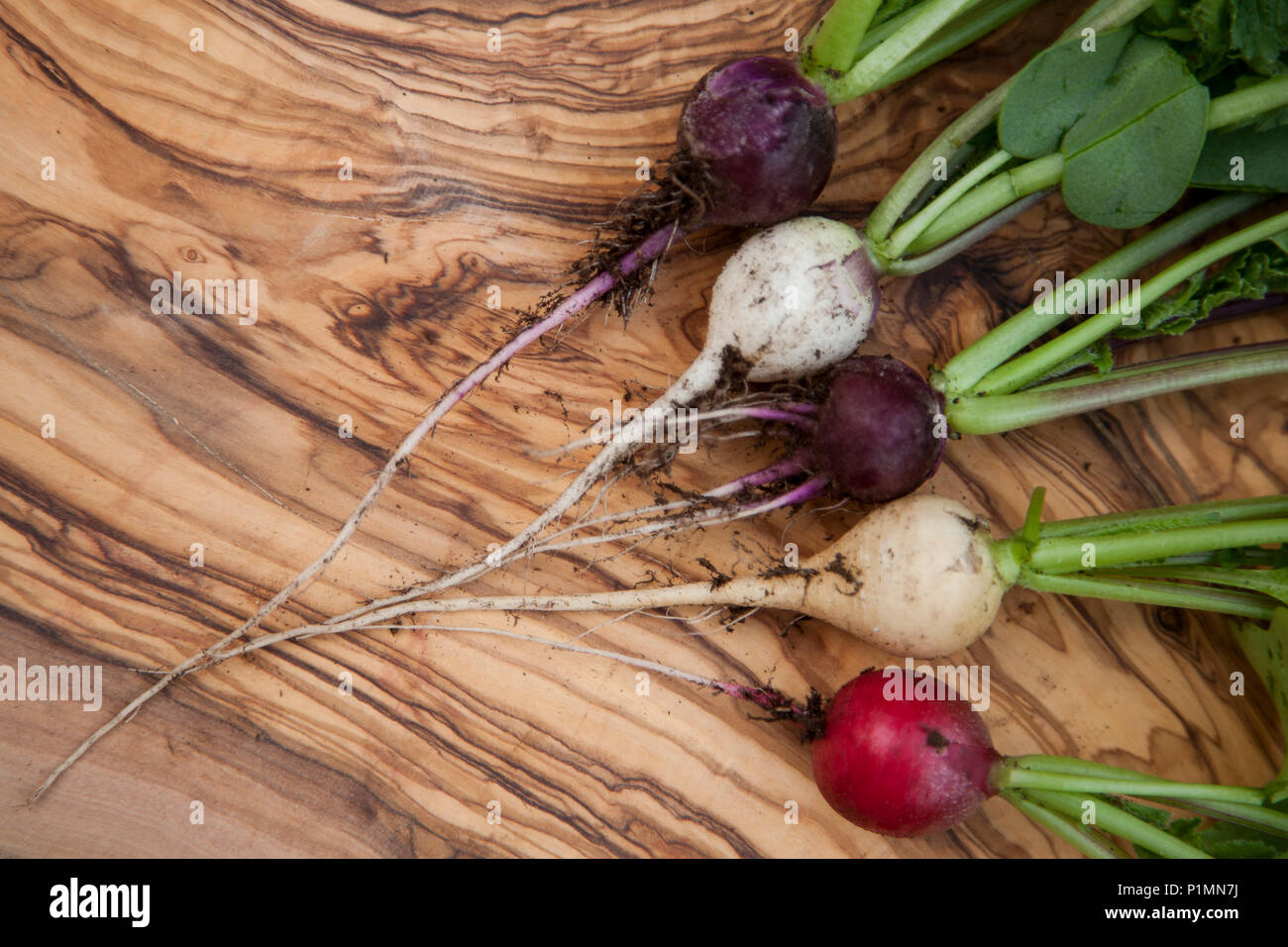 fresh radish mix with leaf in the garden, different taste Stock Photo ...
