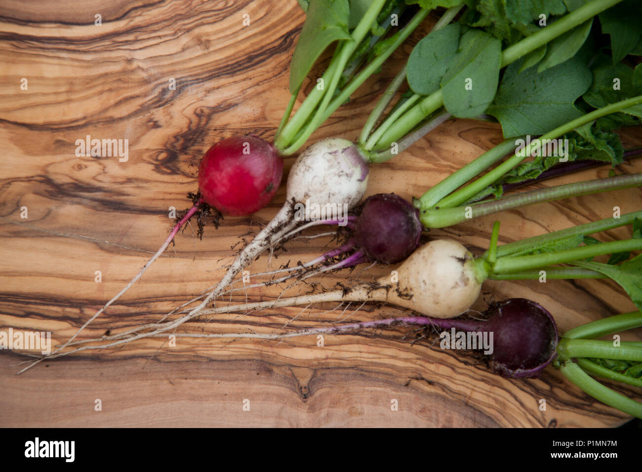 fresh radish mix with leaf in the garden, different taste Stock Photo ...