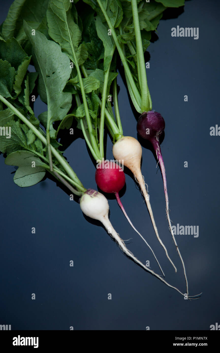 fresh radish mix with leaf in the garden, different taste Stock Photo ...