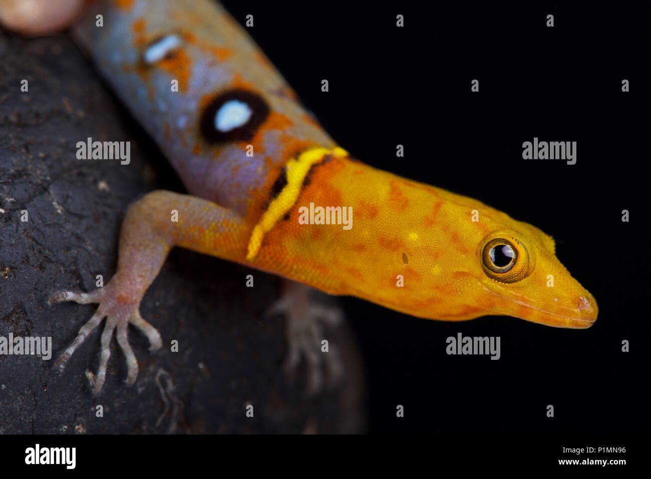 The Ocellated day gecko (Gonatodes ocellatus) is a spectacular lizard ...