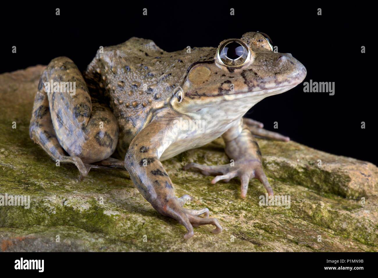 Fauna of taiwan hi-res stock photography and images - Alamy