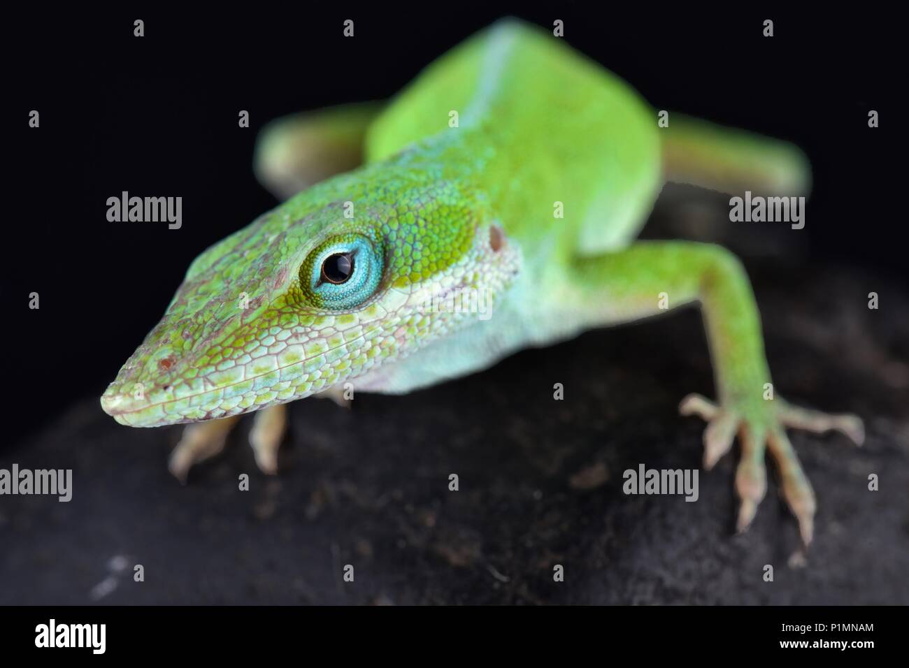 The Carolina anole (Anolis carolinensis) is an arboreal anole lizard ...
