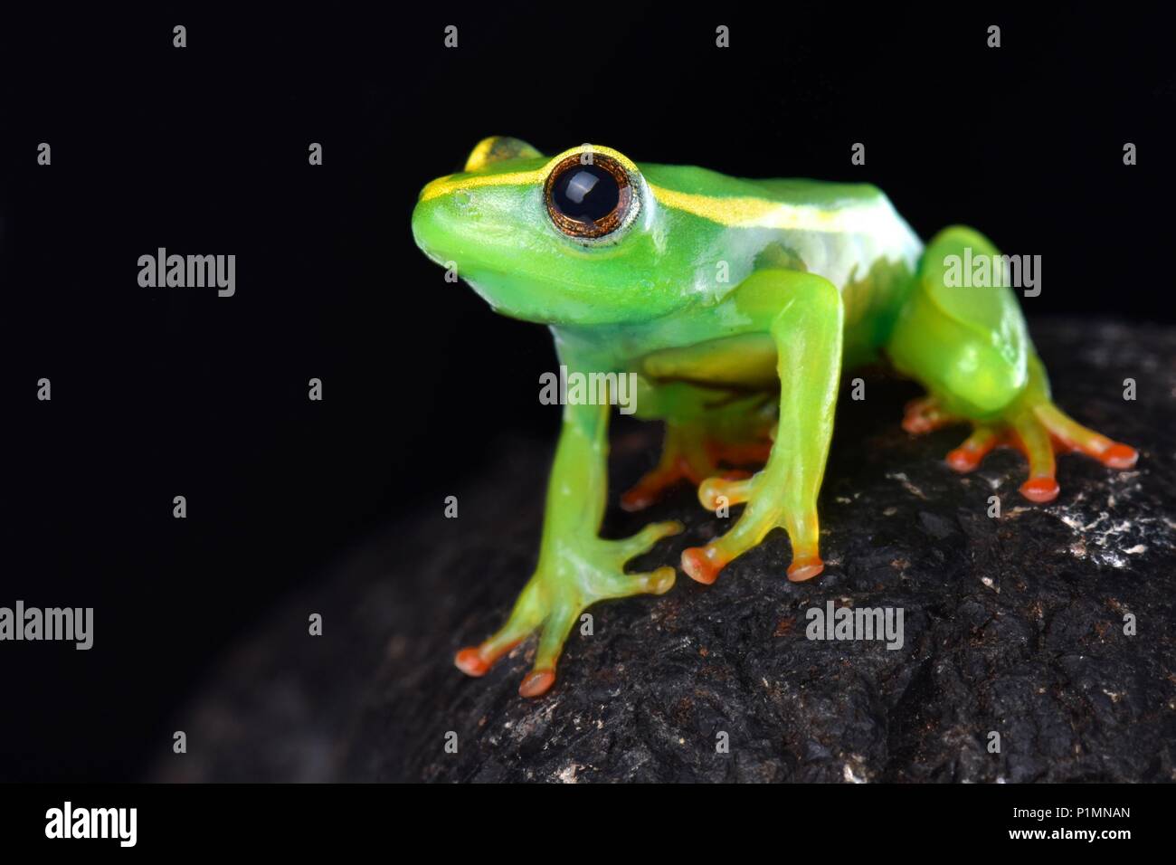 Bamenda reed frog hi-res stock photography and images - Alamy