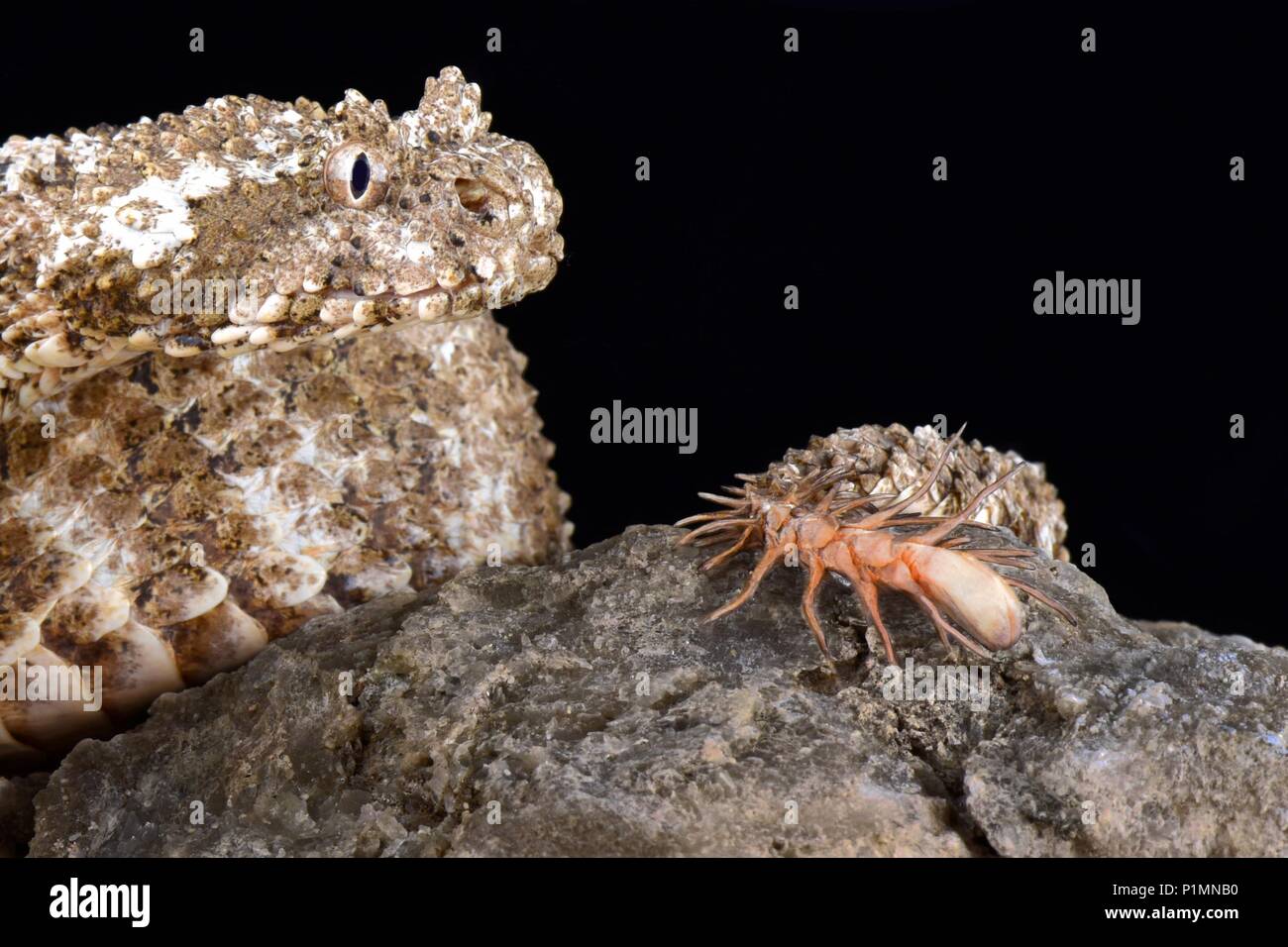 The spider-tailed horned viper (Pseudocerastes urarachnoides) is a ...