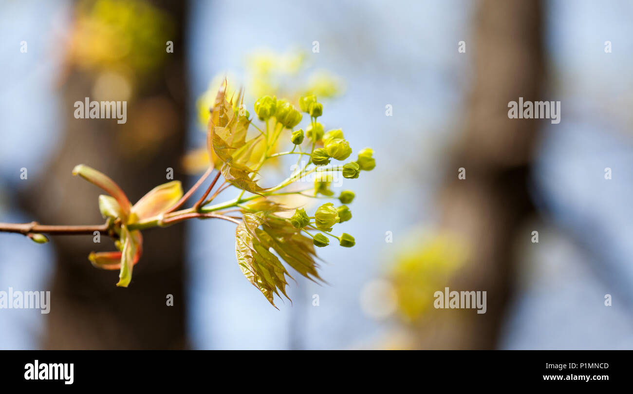 Budding Japanese Maple High Resolution Stock Photography and Images - Alamy