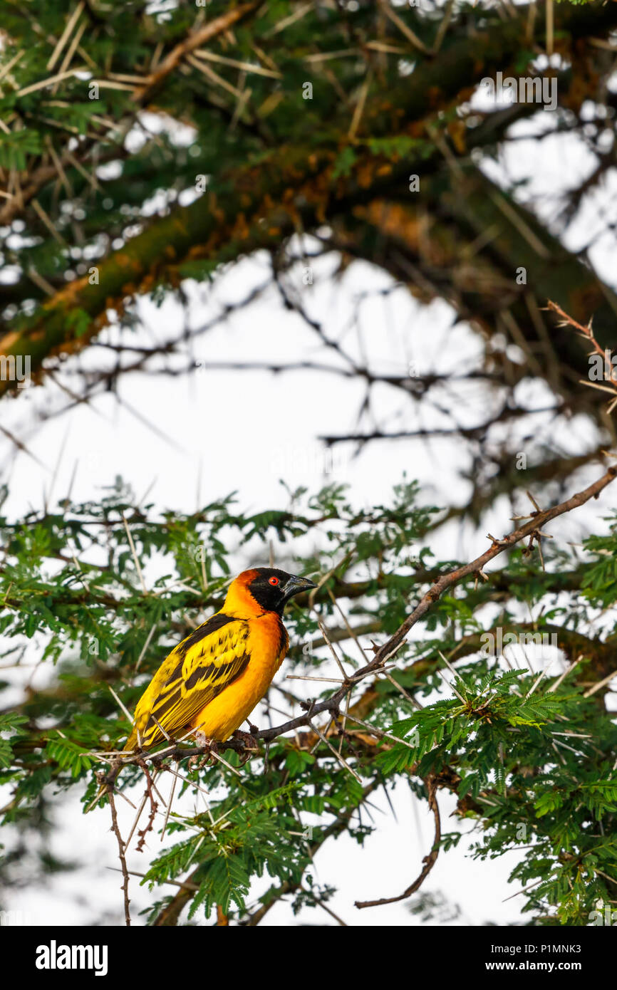 Weaver bird in thorn tree hi-res stock photography and images - Alamy