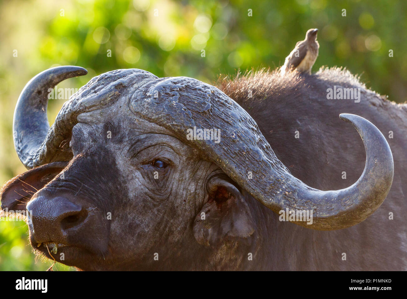 Close Up View Of Buffalo High Resolution Stock Photography and Images ...