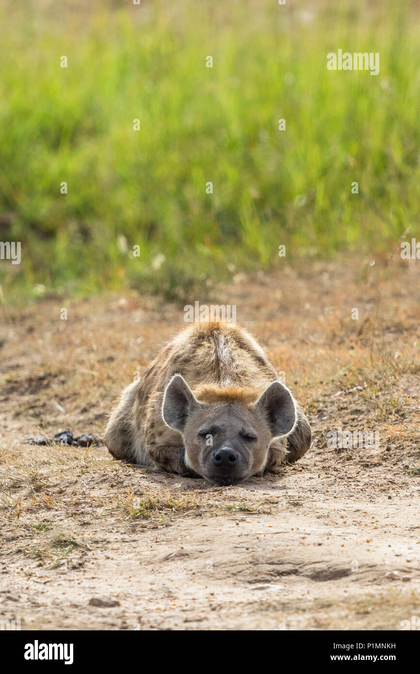 Tired Hyena lying and sleep on the ground Stock Photo - Alamy