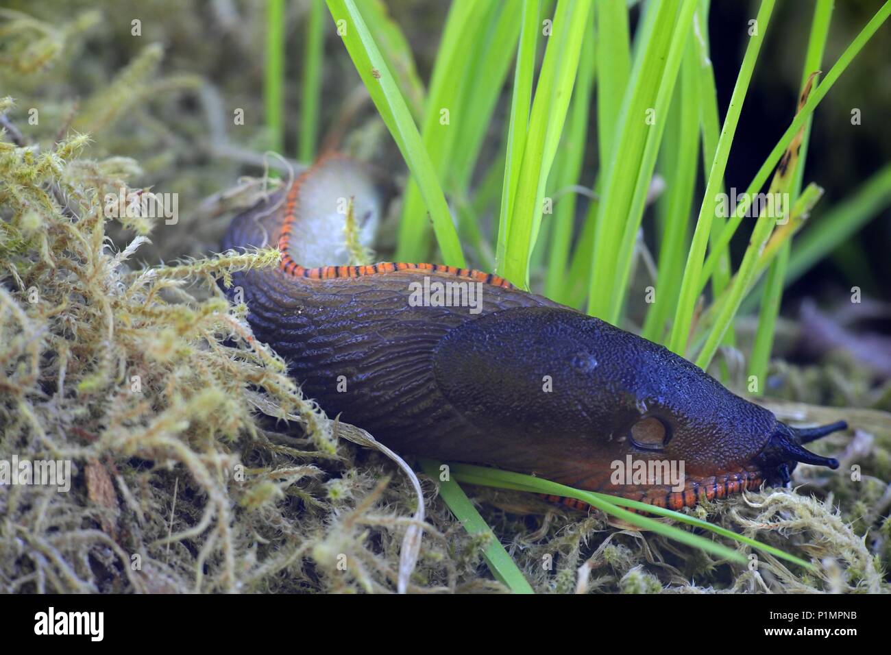 Spanish slug, Arion vulgaris, highly invasive pest Stock Photo - Alamy