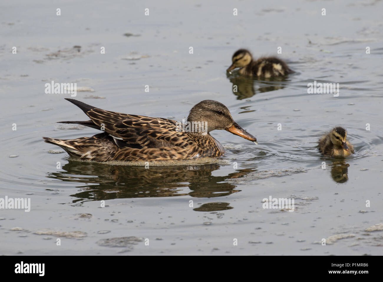 Gadwall (female) and young Stock Photo - Alamy