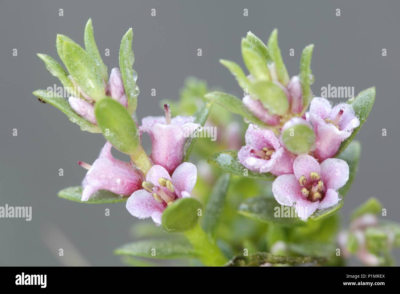 Saltwort hi-res stock photography and images - Alamy